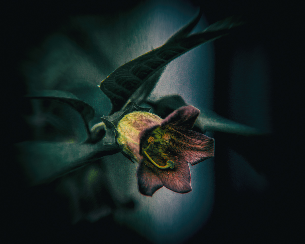 Deadly Nightshade: From Witch's flying potions, to the beauty of the ...