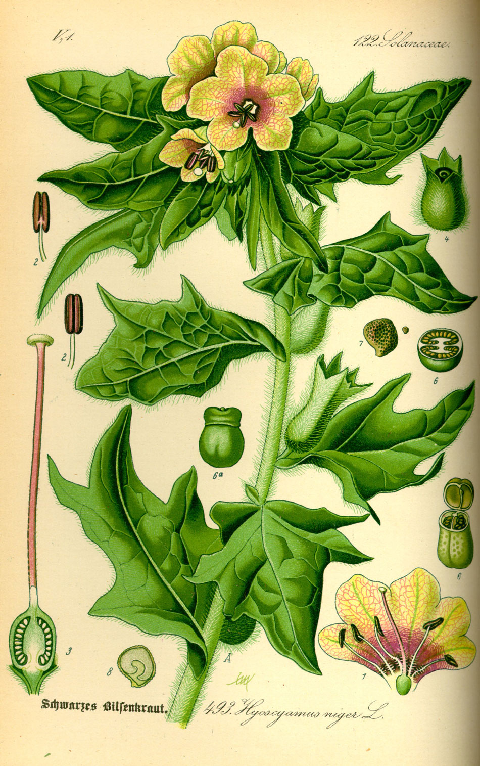 Henbane (Hyoscyamus niger): It gave oracles their sight and made ...