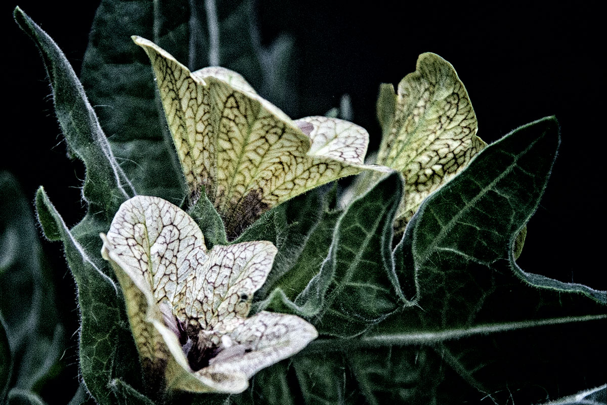 Henbane in the Witch's Garden, May 27, 2020 - Wytchery: A Gothic ...